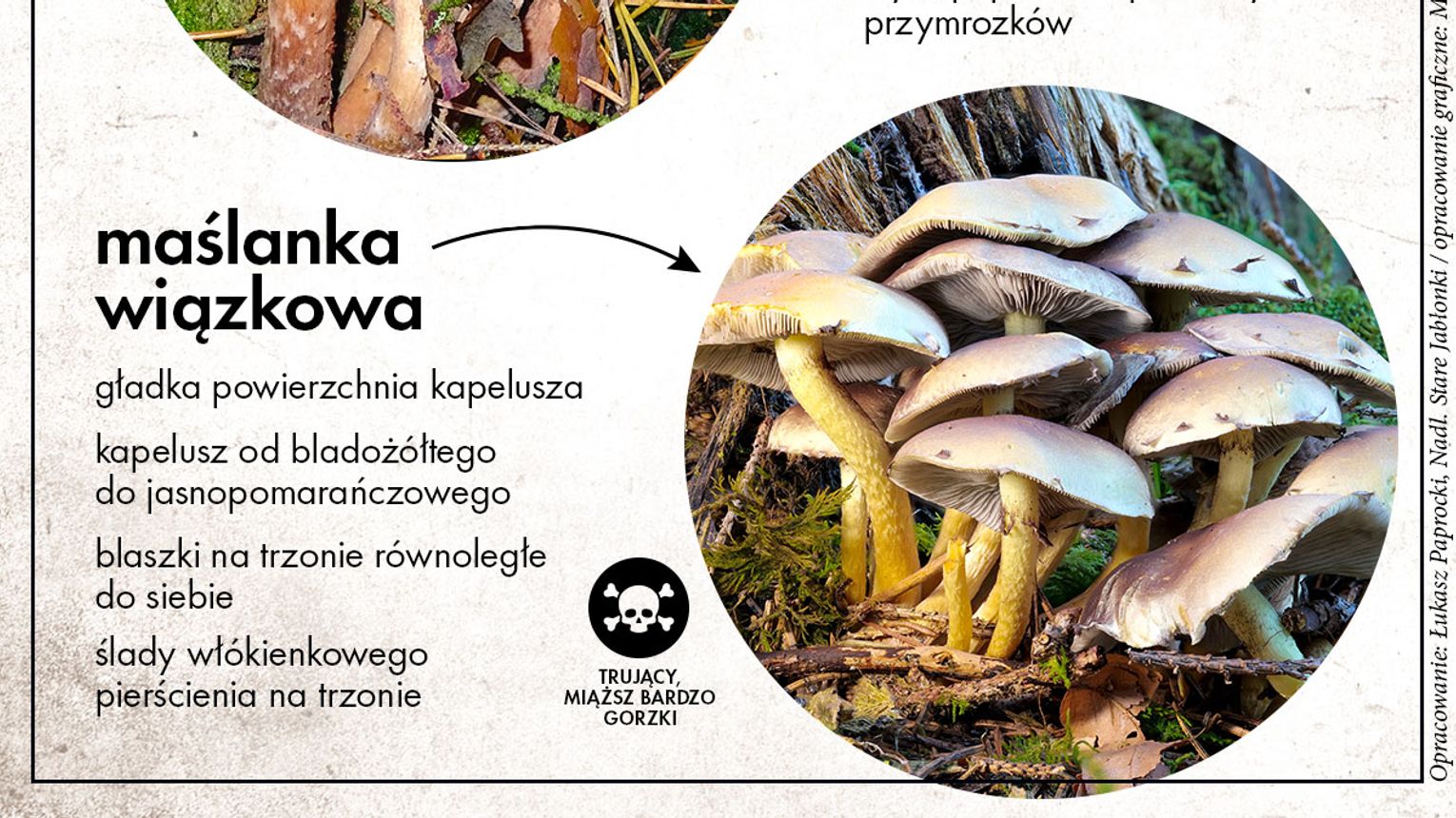 Sezon na grzyby: Uważaj na niebezpieczne pomyłki